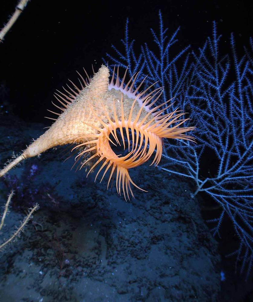15 Bizarre Creatures Under the Sea | oneclickwonders