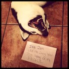 50 Guilty Dogs With Written Signs On What They Did is Wrong - The Wondrous