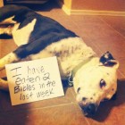 50 Guilty Dogs With Written Signs On What They Did is Wrong - The Wondrous