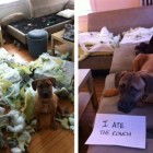 50 Guilty Dogs With Written Signs On What They Did is Wrong - The Wondrous