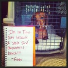 50 Guilty Dogs With Written Signs On What They Did is Wrong - The Wondrous