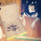 50 Guilty Dogs With Written Signs On What They Did is Wrong - The Wondrous