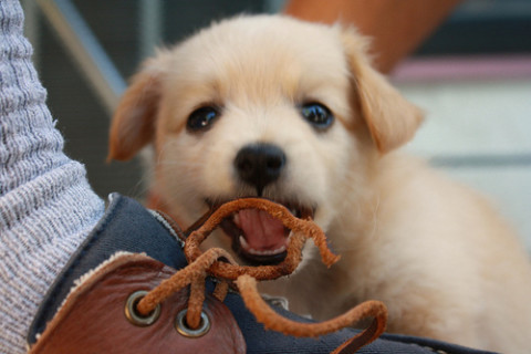The 50 Cutest Puppy Pictures Of All Time
