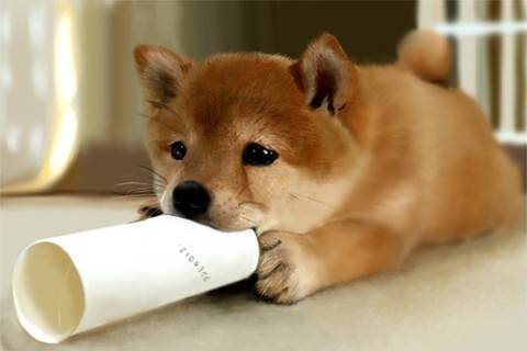 The 50 Cutest Puppy Pictures Of All Time