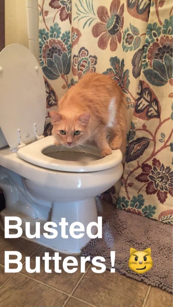 30 Of The Funniest Cat Pics of All Time