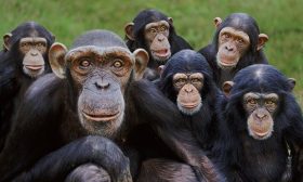 18 Amazing Animal Behaviors You Might Not Know Before - The Wondrous