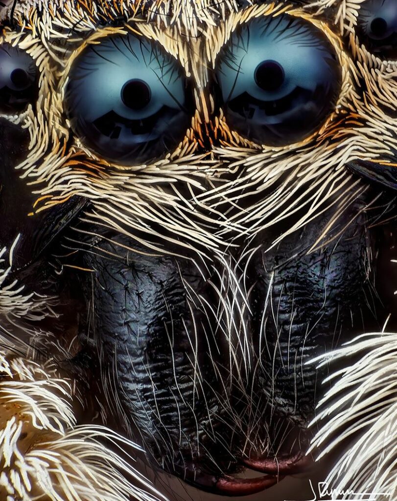 30 Ultra-Zoomed Portraits of Spiders by Javier Rupérez